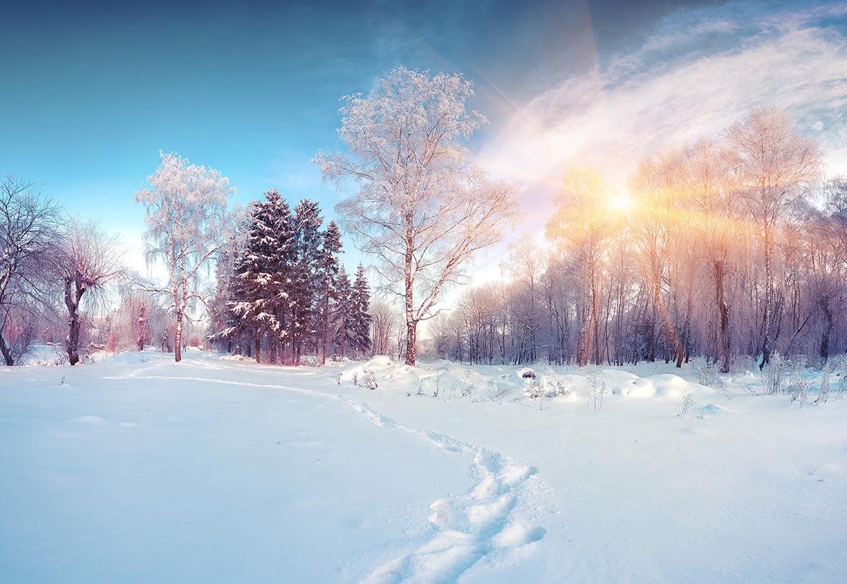 Buy Winter Snow Cover Tree Photography Backdrop Online – Starbackdrop